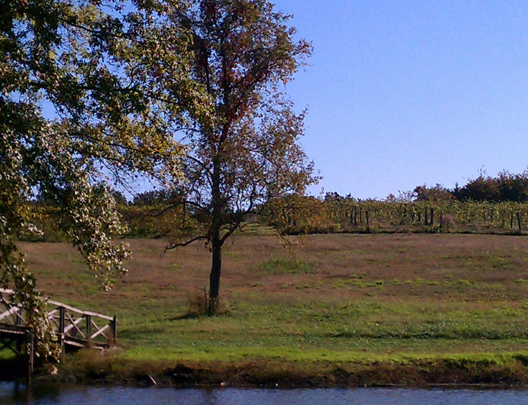 One Vine Day | OnlinePrayerJournal.com